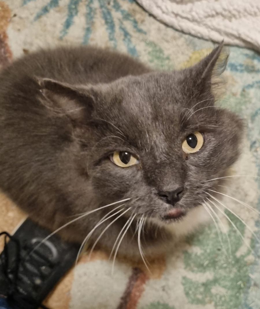 Humphrey - Male Domestic Short Hair Cat in VIC - PetRescue