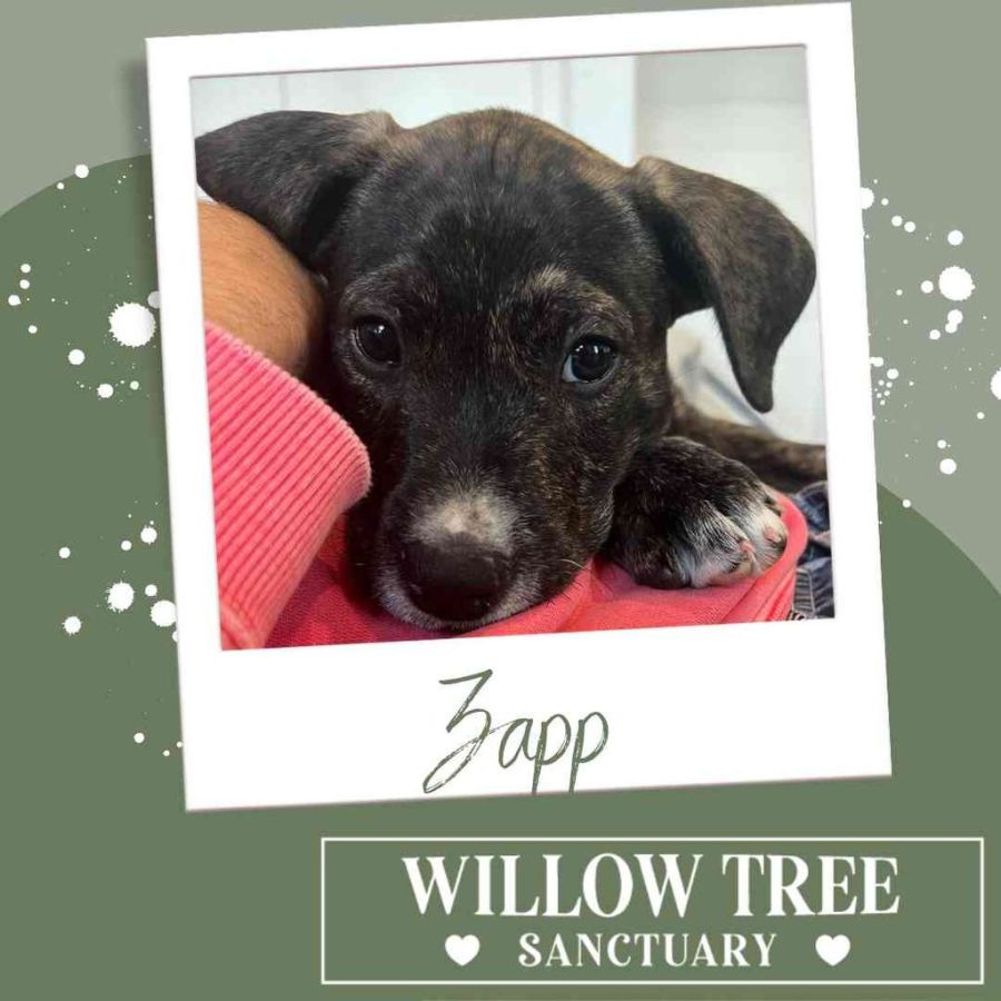 Zapp - Medium Male Wirehaired Terrier Mix Dog in QLD - PetRescue
