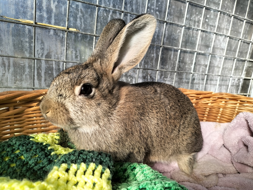Hobnob - Female Rabbit Mix Rabbit in ACT - PetRescue
