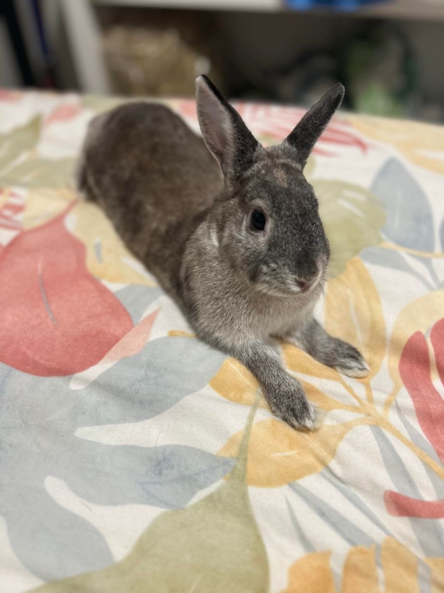 Josephine - Female Domestic Mix Rabbit in NSW - PetRescue