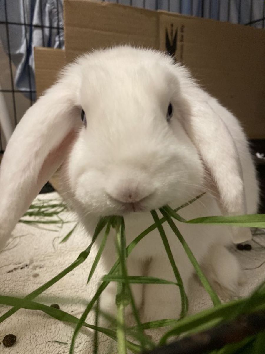 Raner - Male Mini Lop Rabbit in NSW - PetRescue