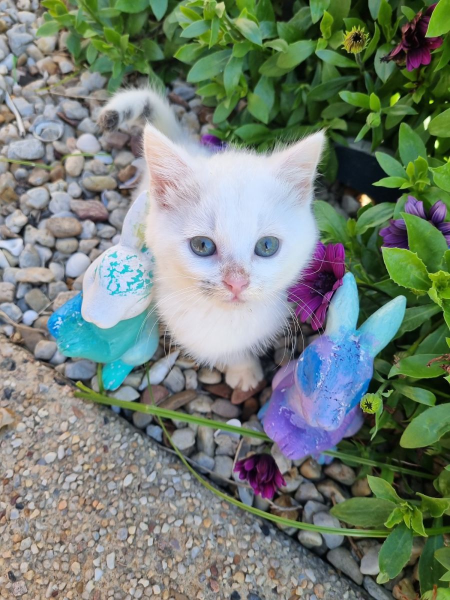 Snowball **2nd Chance Cat Rescue** - Female Domestic Medium Hair Cat in ...
