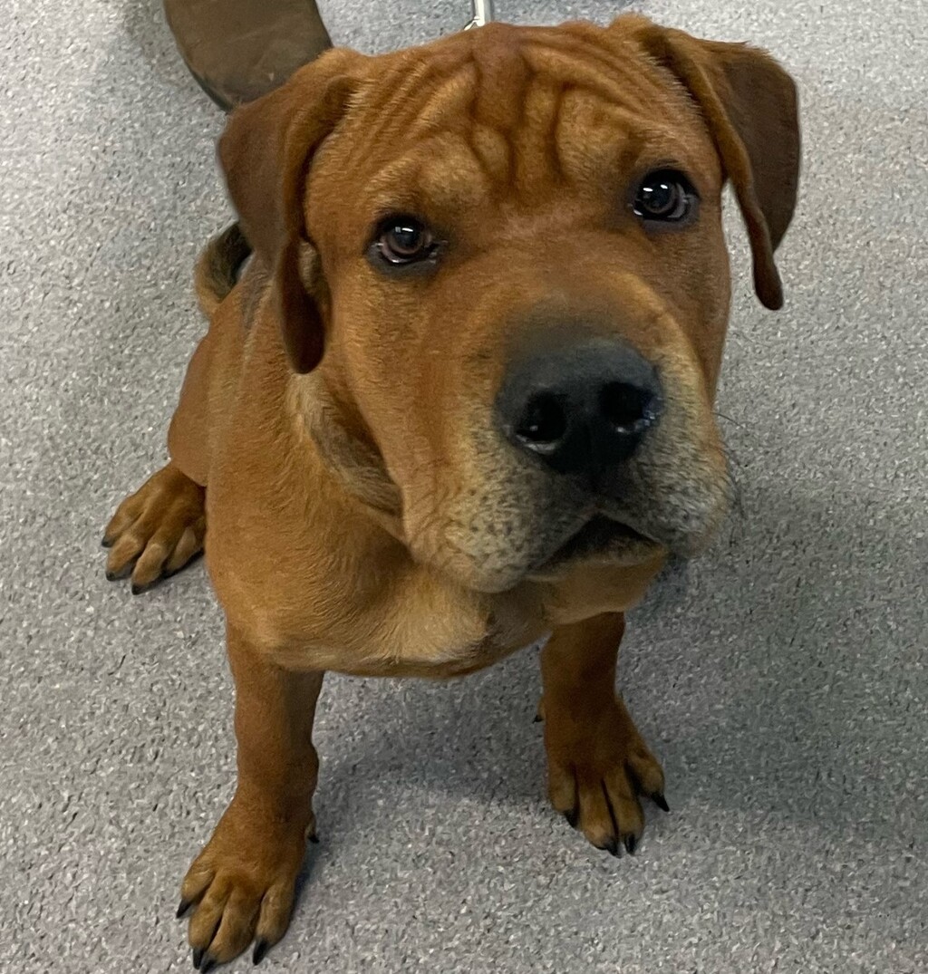 Bear - Medium Male Rottweiler x Shar Pei Mix Dog in QLD - PetRescue