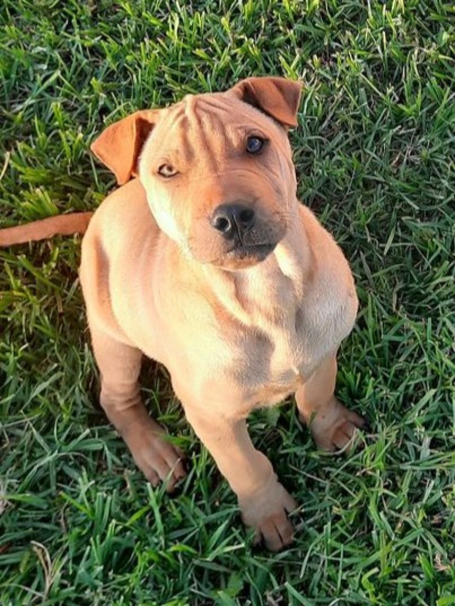 Buster - Medium Male Shar-Pei x Rottweiler Dog in QLD - PetRescue