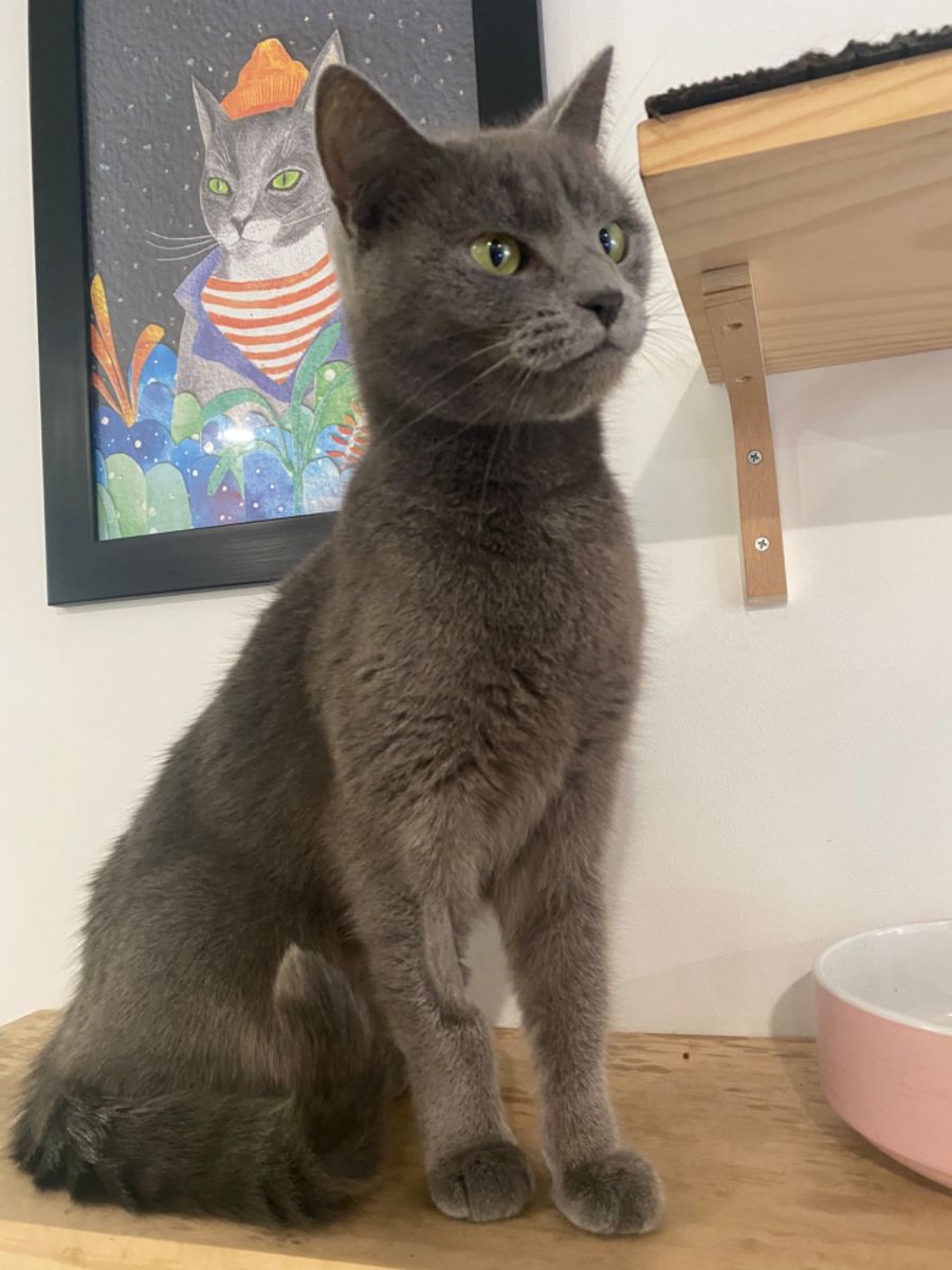 Lulu - Female Russian Blue Cat in NSW - PetRescue