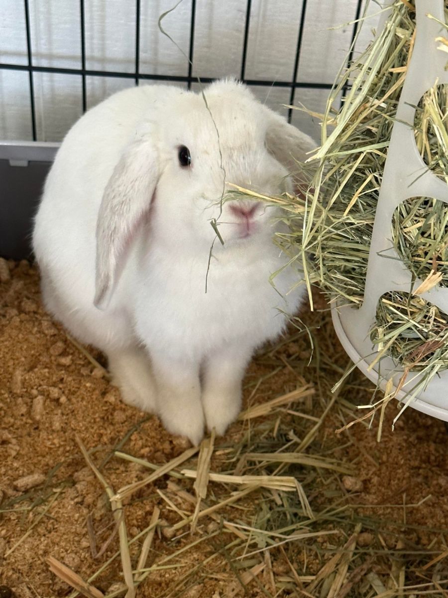 Milos - Male Mini Lop Rabbit in NSW - PetRescue