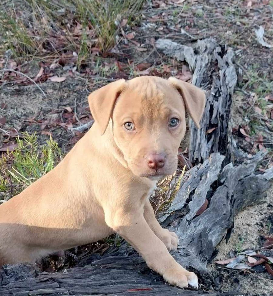 DJ - Medium Male Staffy x Cross breed Mix Dog in WA - PetRescue
