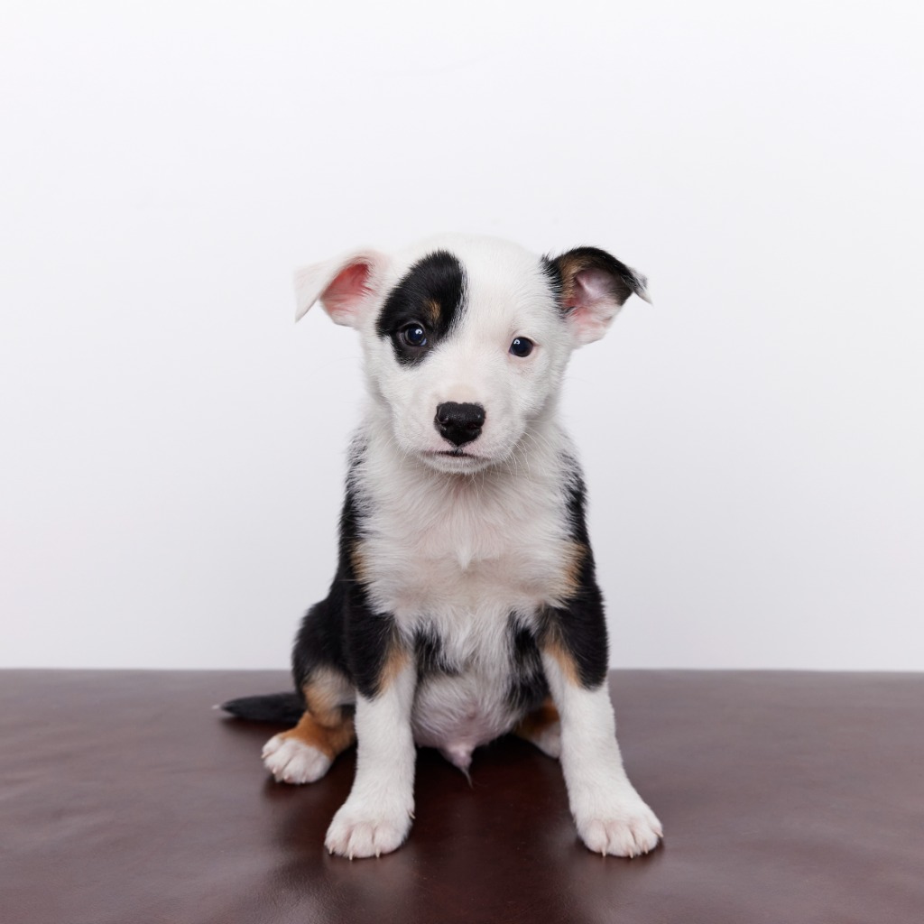 Captain Jack - Medium Male Terrier x Mixed Breed Mix Dog in WA - PetRescue