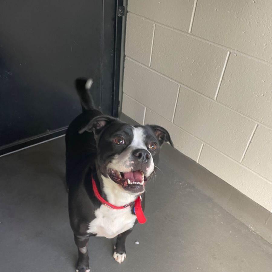 Angel - Medium Female American Staffordshire Terrier Dog in NSW - PetRescue