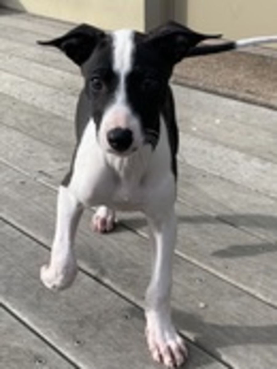 Neve - Large Female Staghound x Greyhound x Jack Russell Terrier Mix ...