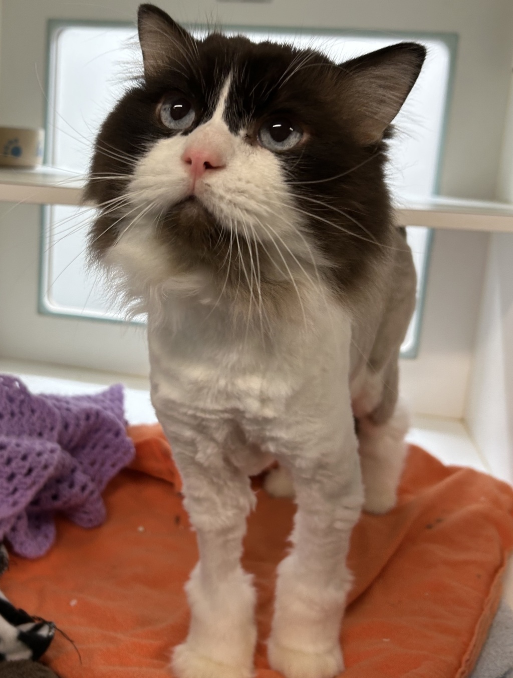 Finn - Male British Long Hair Mix Cat in WA - PetRescue