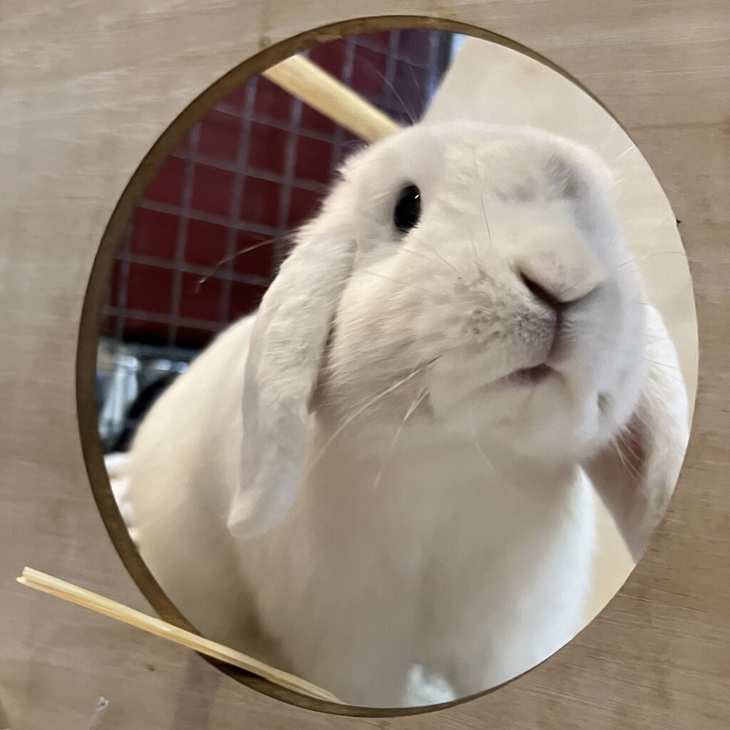 Thunk - Male English Lop Rabbit in VIC - PetRescue