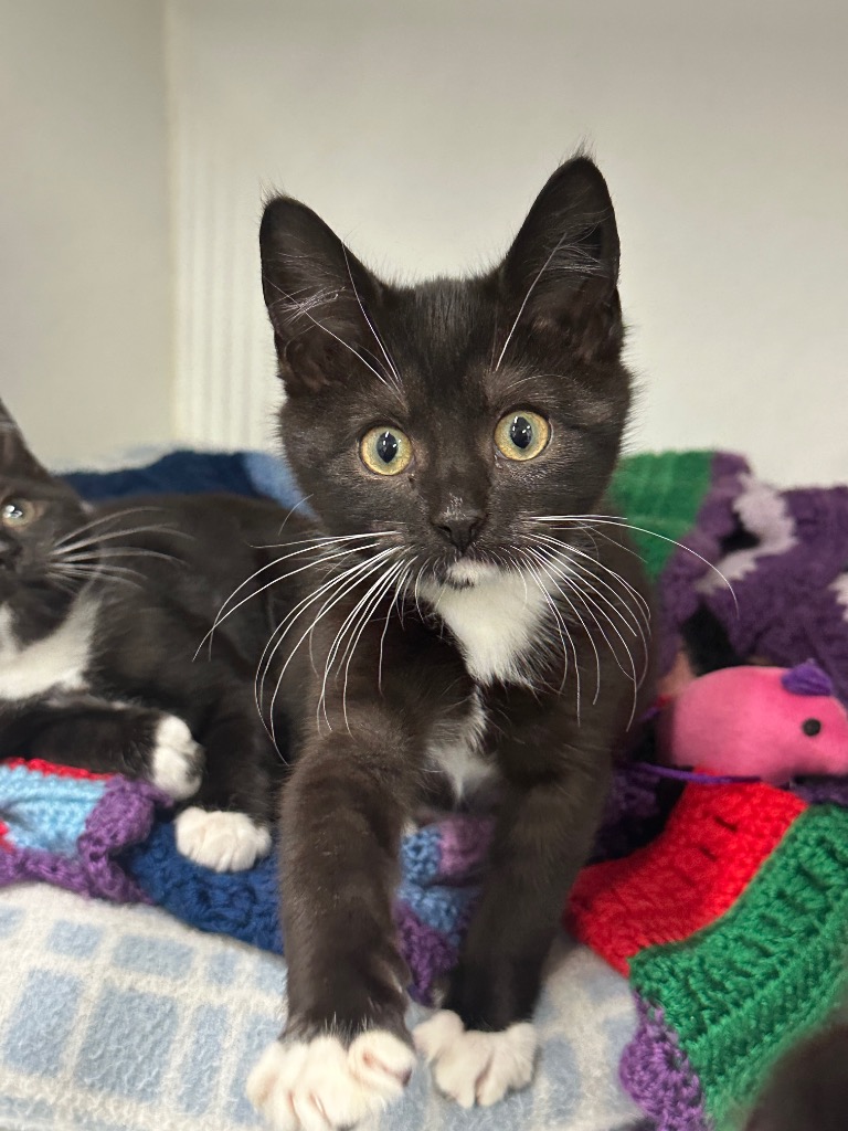 Meringue - Female Domestic Short Hair Cat in TAS - PetRescue