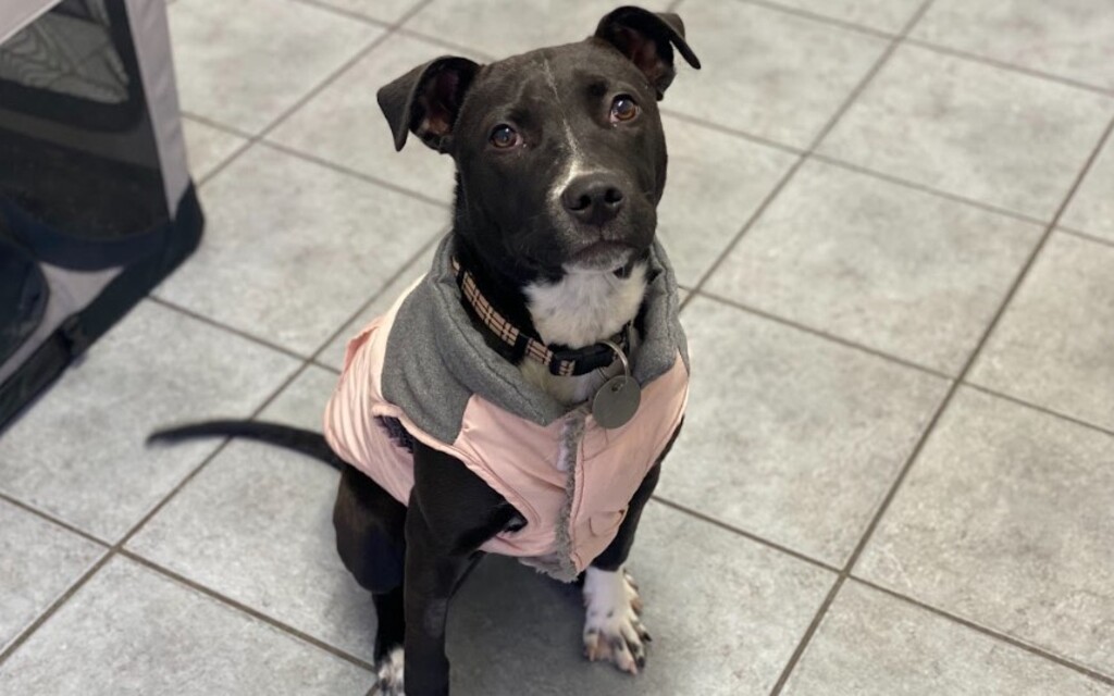 Pepper - Medium Female American Staffy Mix Dog in VIC - PetRescue