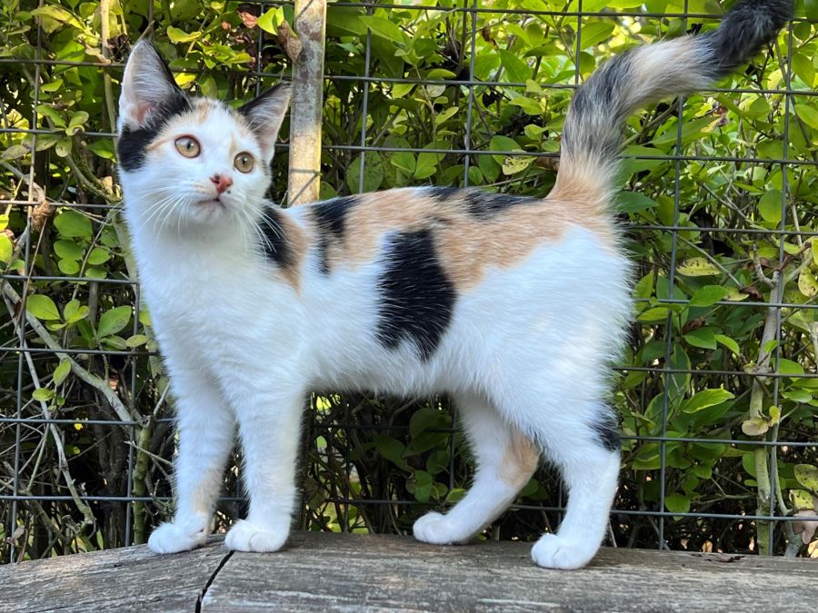 Cherry Overton - Female Domestic Medium Hair Mix Cat in VIC - PetRescue