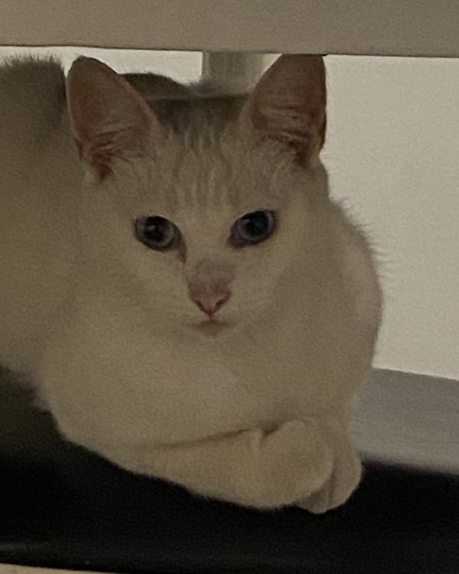 Mrs White - Female Domestic Short Hair Cat in NSW - PetRescue