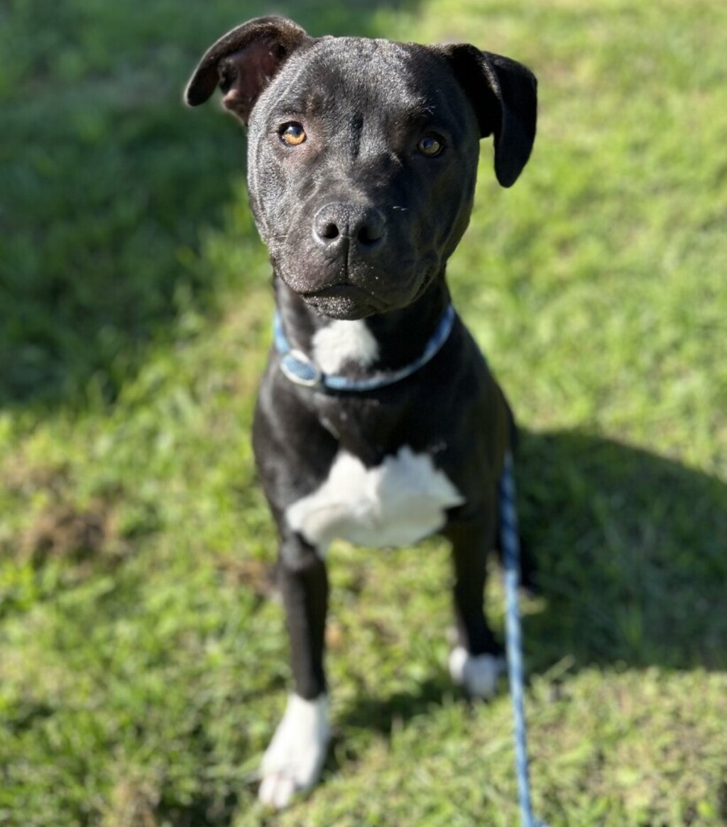 Kaiser - Medium Male Staffordshire Bull Terrier Mix Dog in VIC - PetRescue