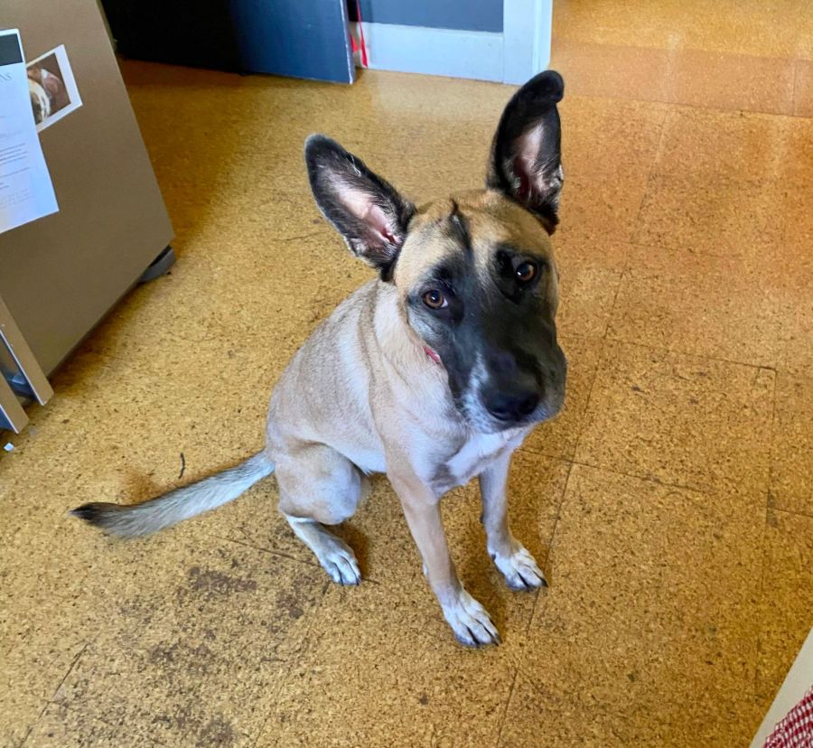 Samara - Medium Female German Shepherd Mix Dog in VIC - PetRescue