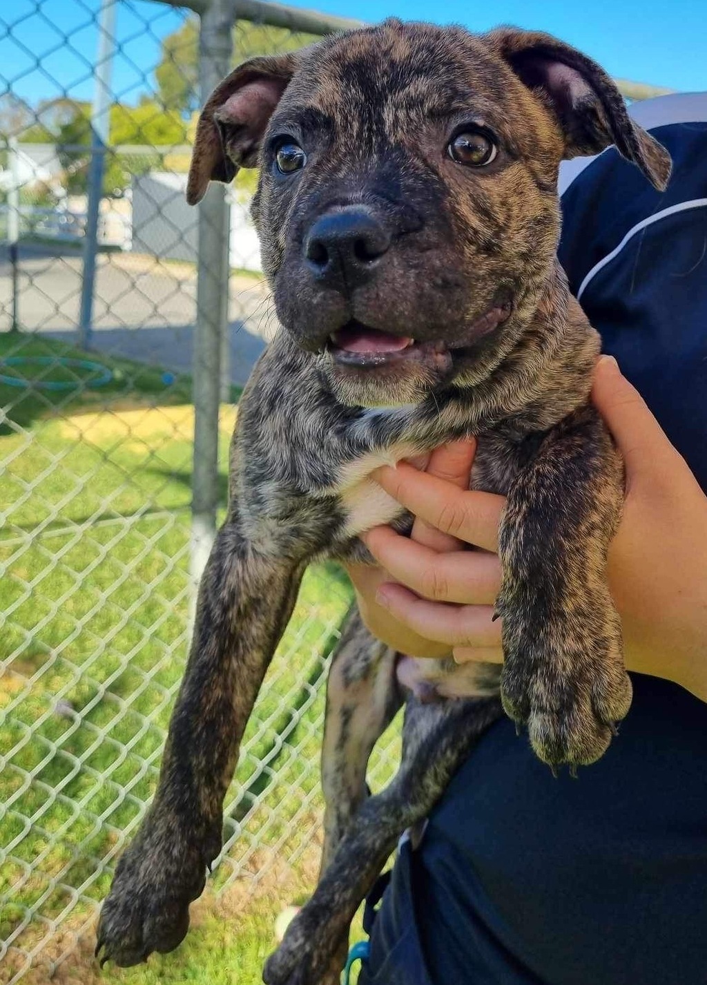 Cruiser - Large Male Bull Mastiff x Mixed Mix Dog in WA - PetRescue