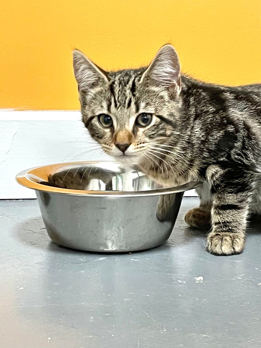 Mish ( Was Pepsi ) - Female Dsh Mix Cat in VIC - PetRescue