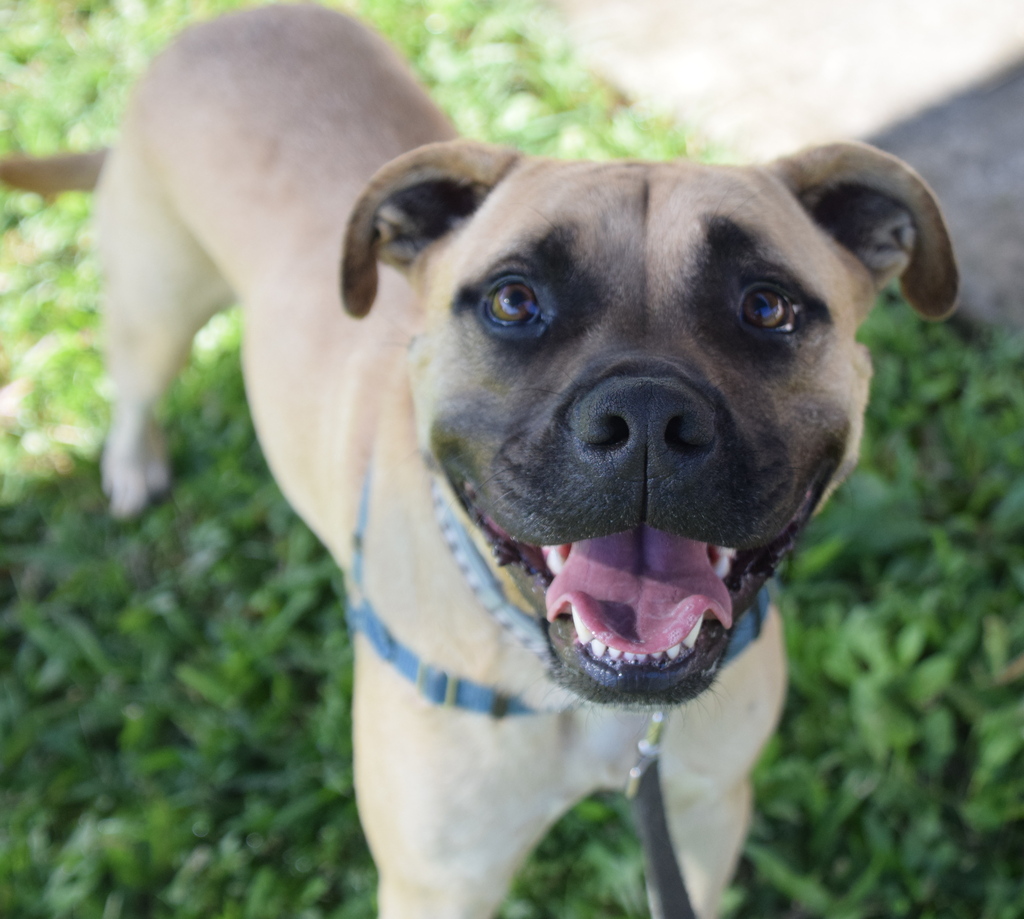 Buster - Medium Male Boxer x American Staffordshire Bull Terrier Mix ...