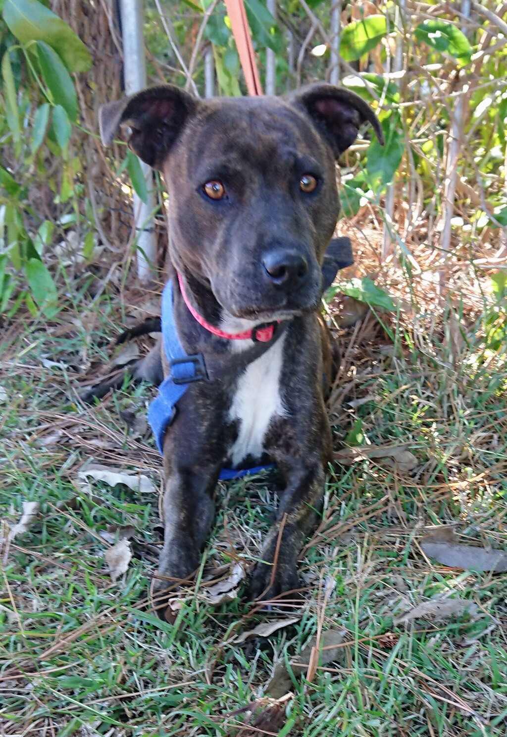 Cammi - Medium Female English Staffordshire Bull Terrier Mix Dog in QLD ...