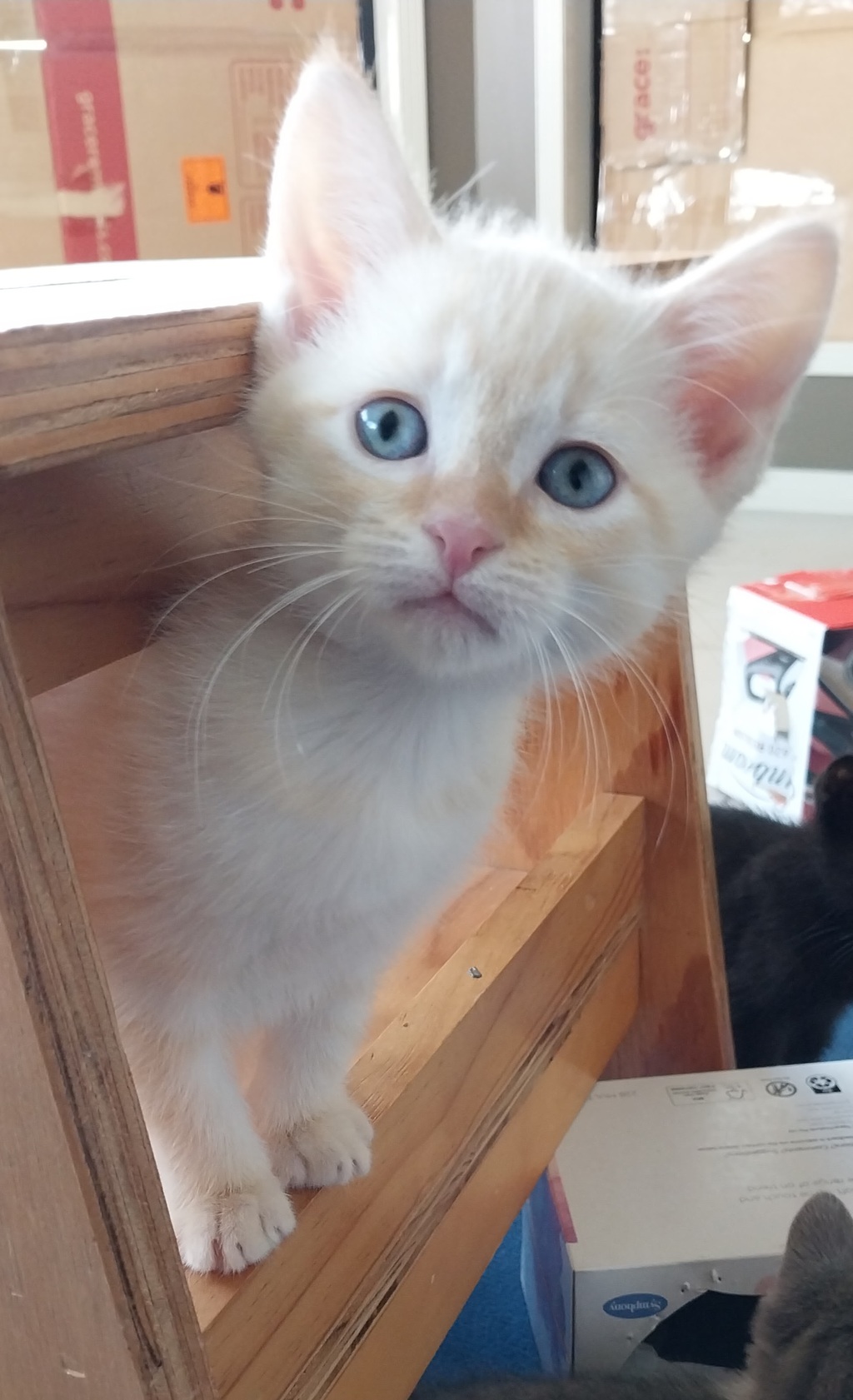 Chilli - Male Layanese Mix Cat in QLD - PetRescue