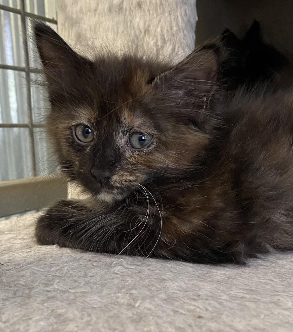 Fudge - Female Domestic Medium Hair Mix Cat in QLD - PetRescue
