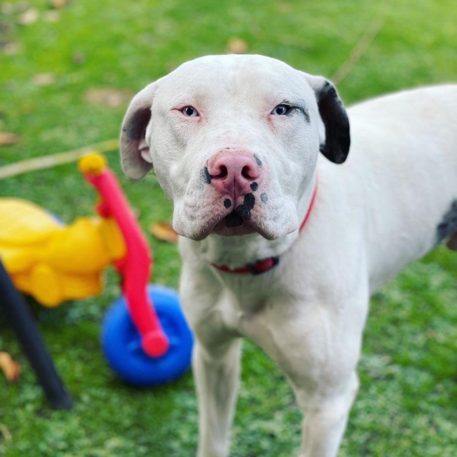 Frankie Lee - Large Male Catahoula x Bull Arab Mix Dog in VIC - PetRescue