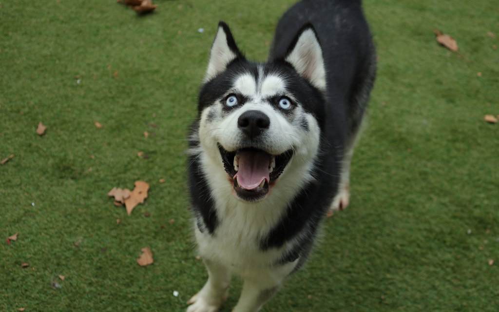 Ozzy - Medium Male Siberian Husky Mix Dog in VIC - PetRescue