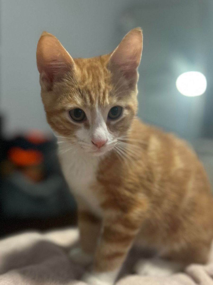 Pumbaa - Male Domestic Short Hair Cat in NSW - PetRescue