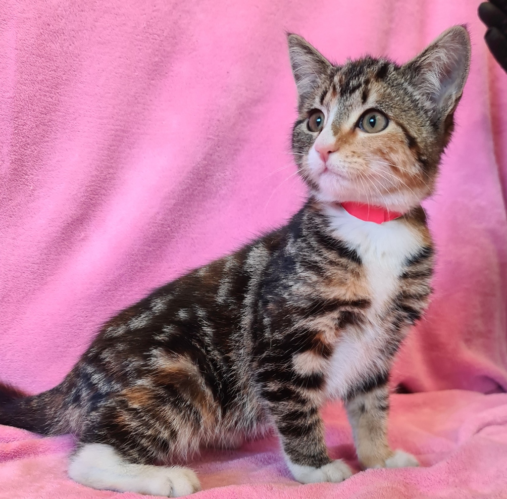 Catsey Cline - Female Domestic Short Hair Mix Cat in VIC - PetRescue