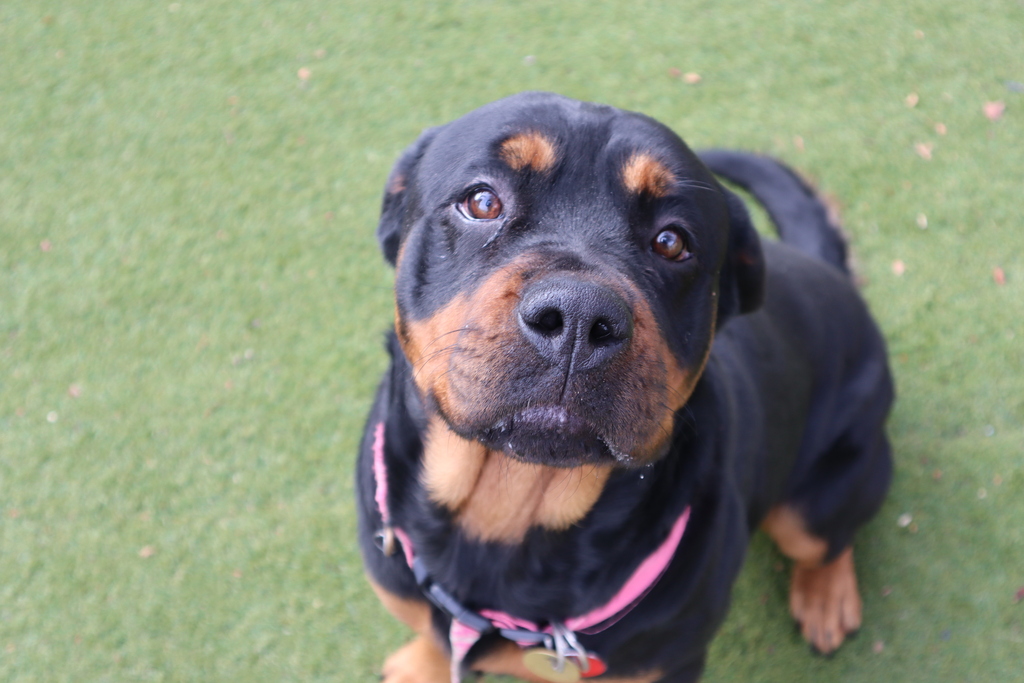 Mandy - Large Female Rottweiler Mix Dog in VIC - PetRescue