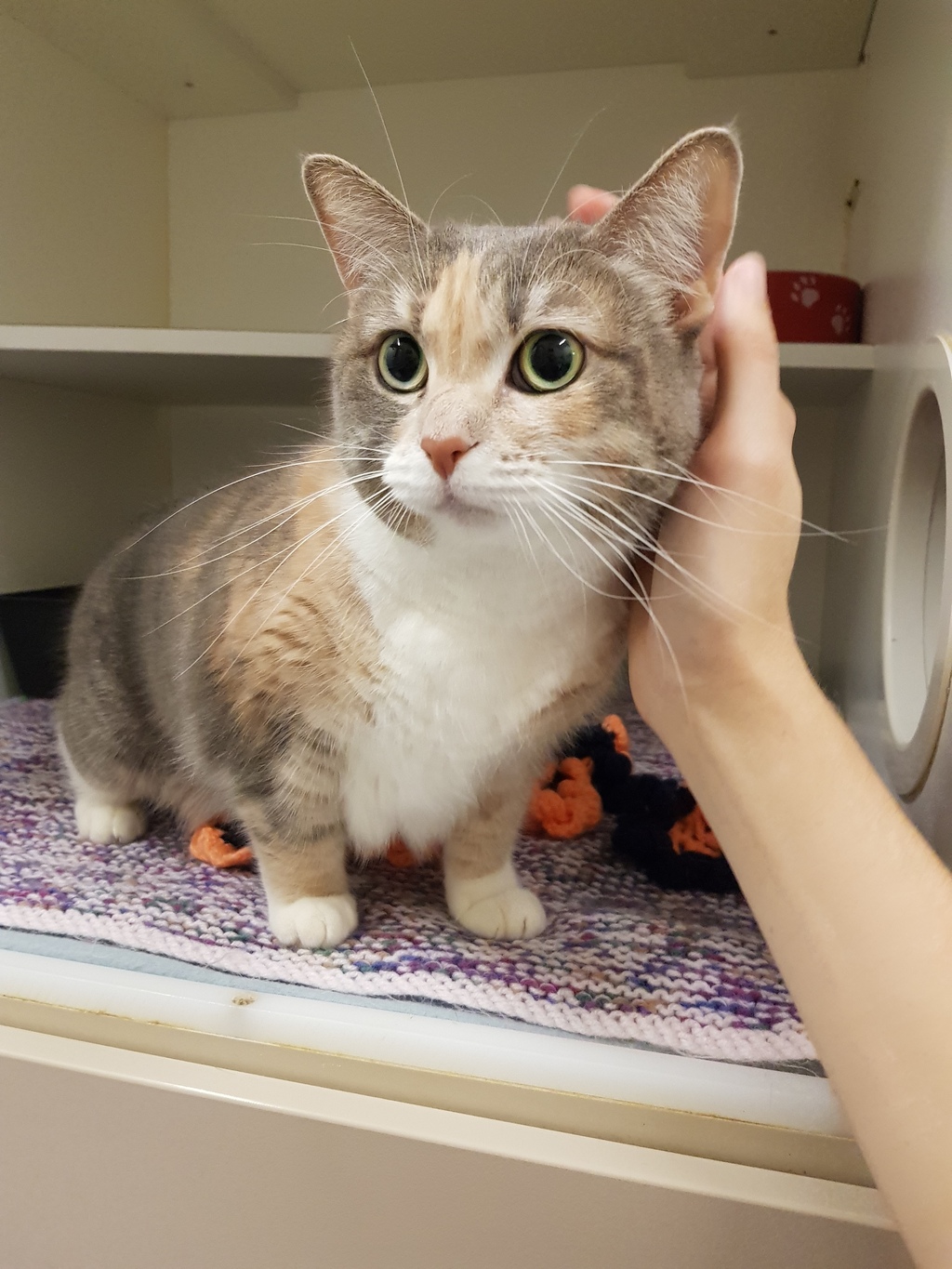 Possum - Female Dmh Mix Cat in WA - PetRescue