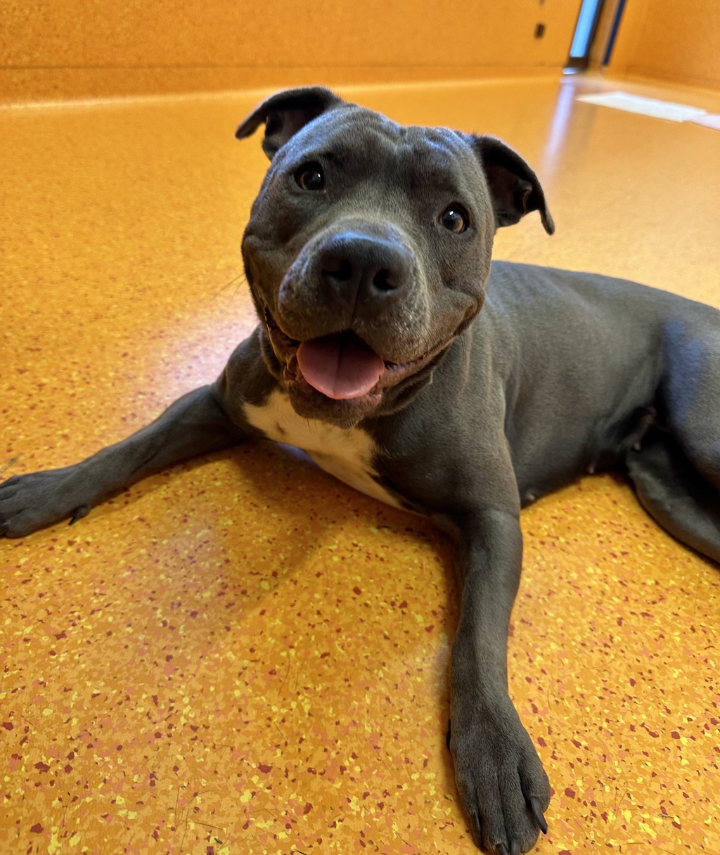 Roxy - Medium Female American Staffordshire Bull Terrier Mix Dog in QLD ...