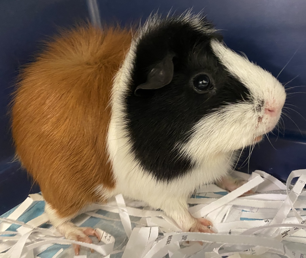 Ross - Male Short-hair Abyssinian Mix Guinea Pig in QLD - PetRescue