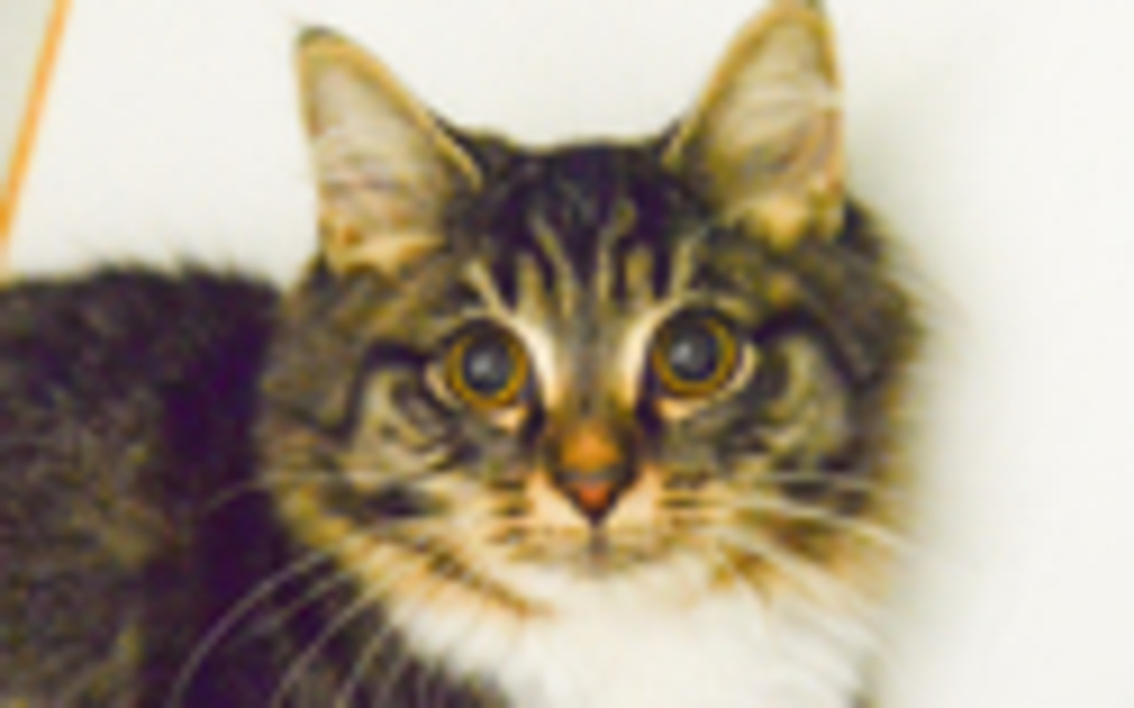 Ross - Male Domestic Short Hair Mix Cat in VIC - PetRescue