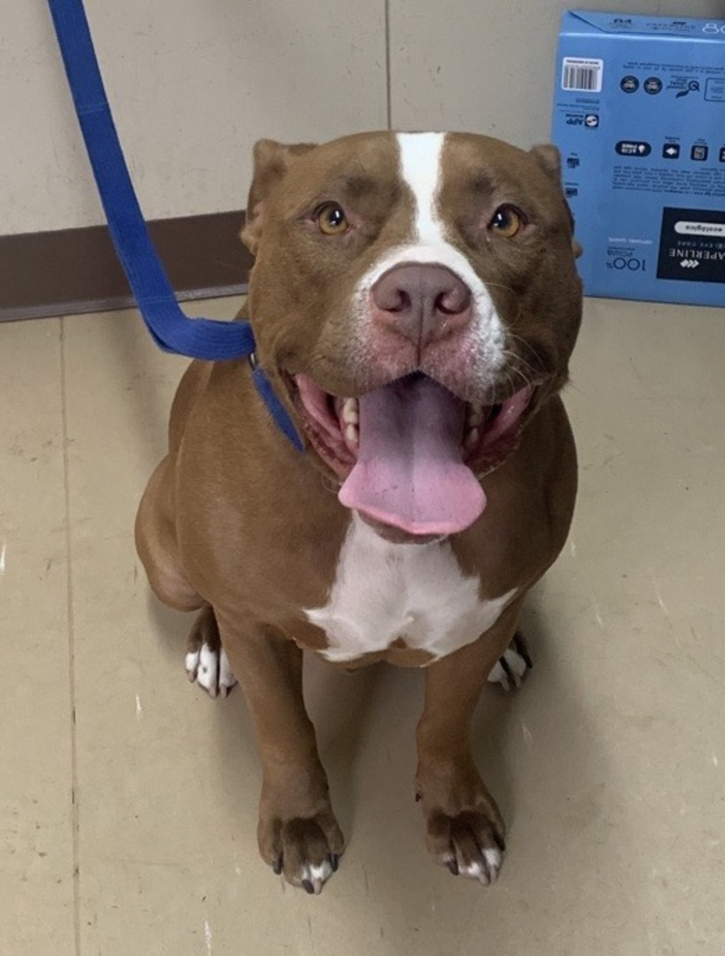 Toby - Large Male American Staffy Mix Dog in VIC - PetRescue