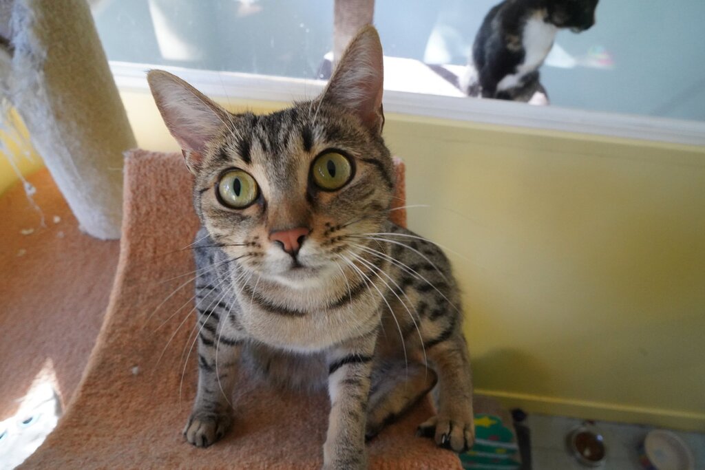 Doja Cat - Female Domestic Short Hair Cat in ACT - PetRescue