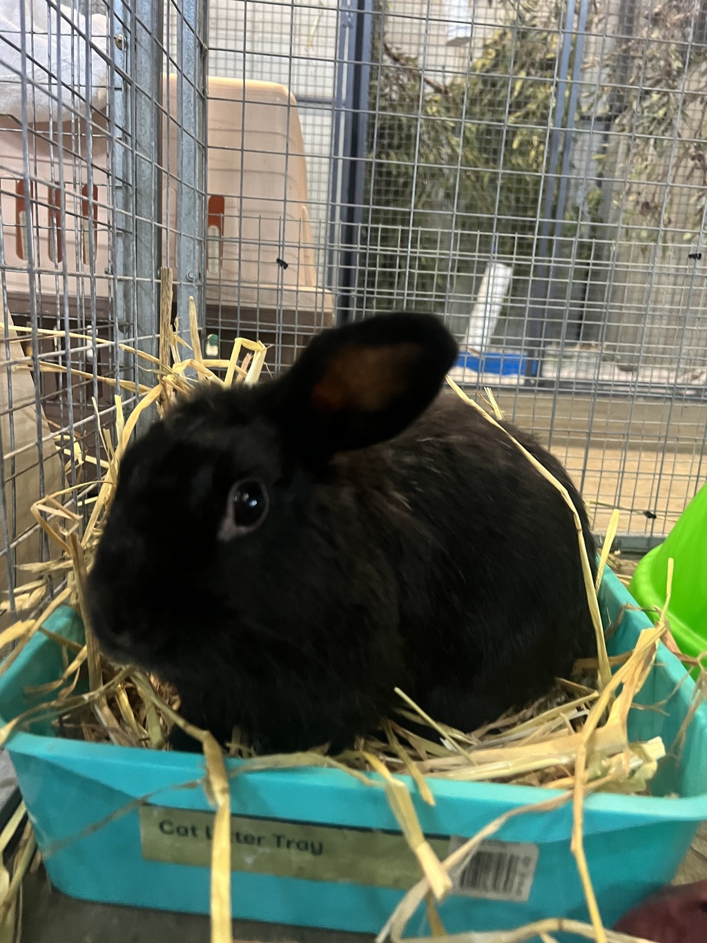 Ebony - Female Silver Fox Mix Rabbit in VIC - PetRescue