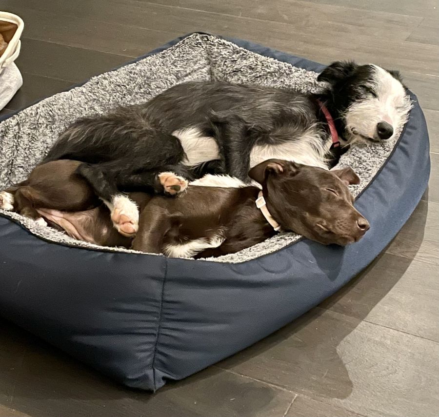 BFFs Tilly and Teddy’s happy ending 💚💚 - PetRescue