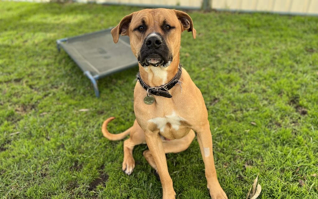 Boof - Large Male Staffy Mix Dog in VIC - PetRescue
