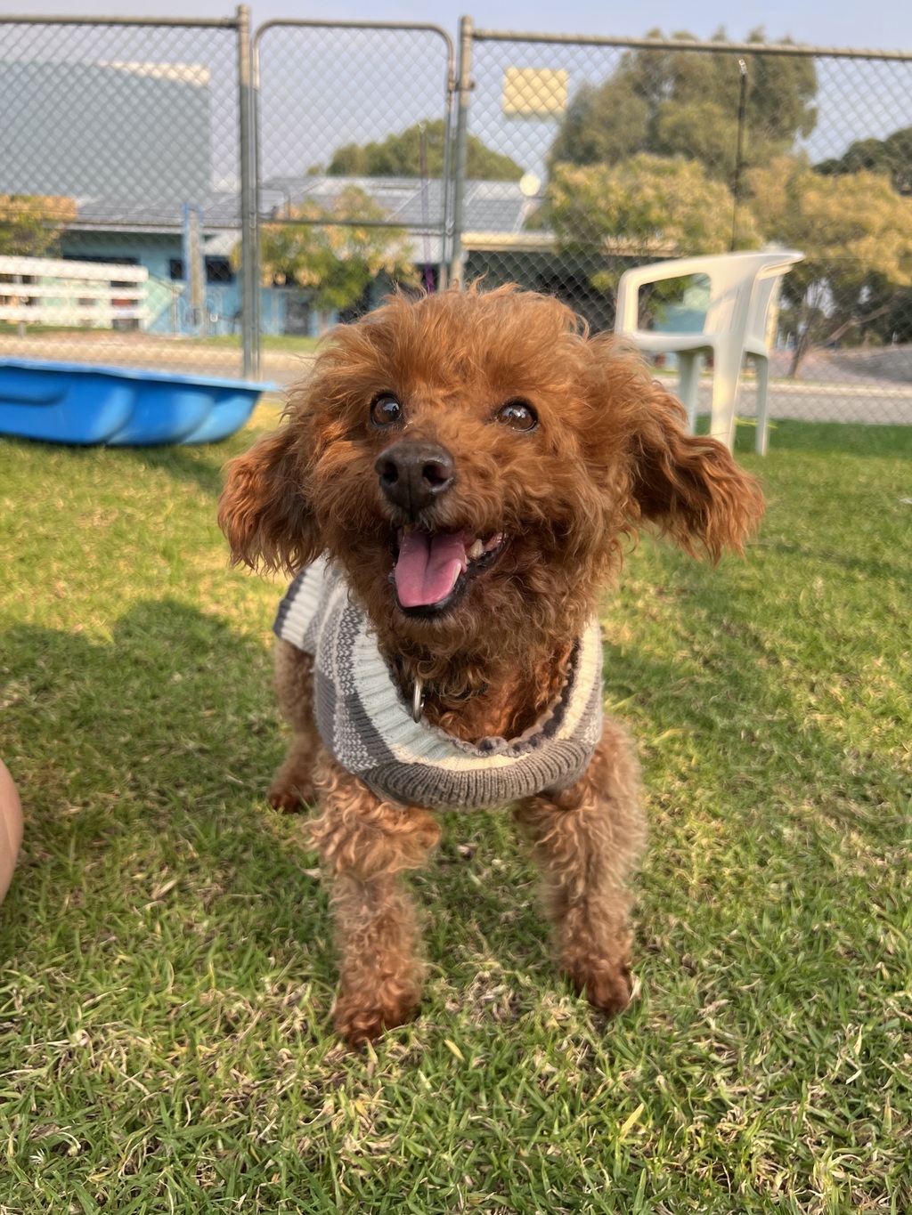 Jarrah - Small Male Toy Poodle Mix Dog in WA - PetRescue