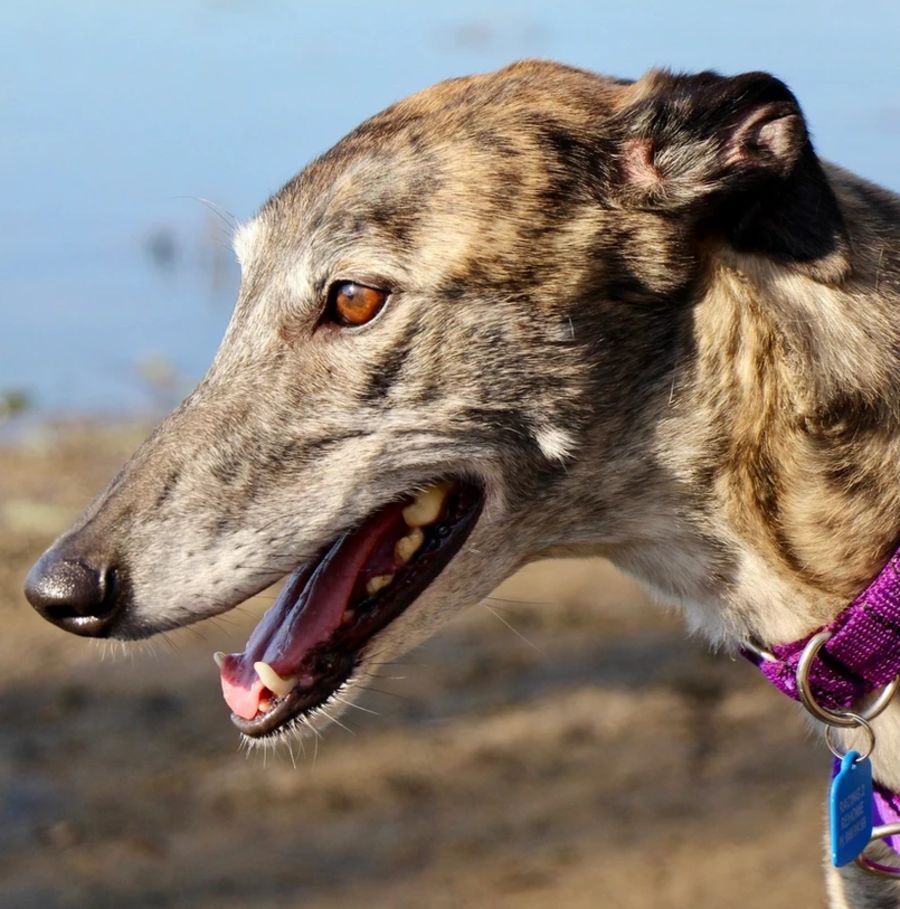Romany - Large Female Greyhound Dog in VIC - PetRescue