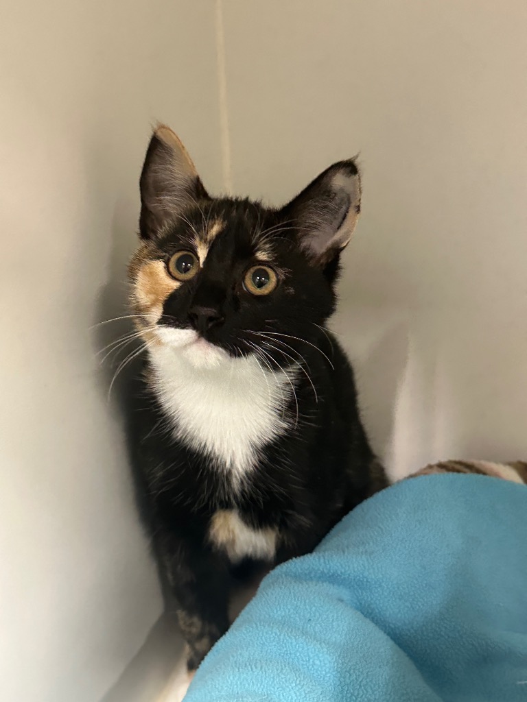 Minkle - Female Domestic Short Hair Cat in TAS - PetRescue