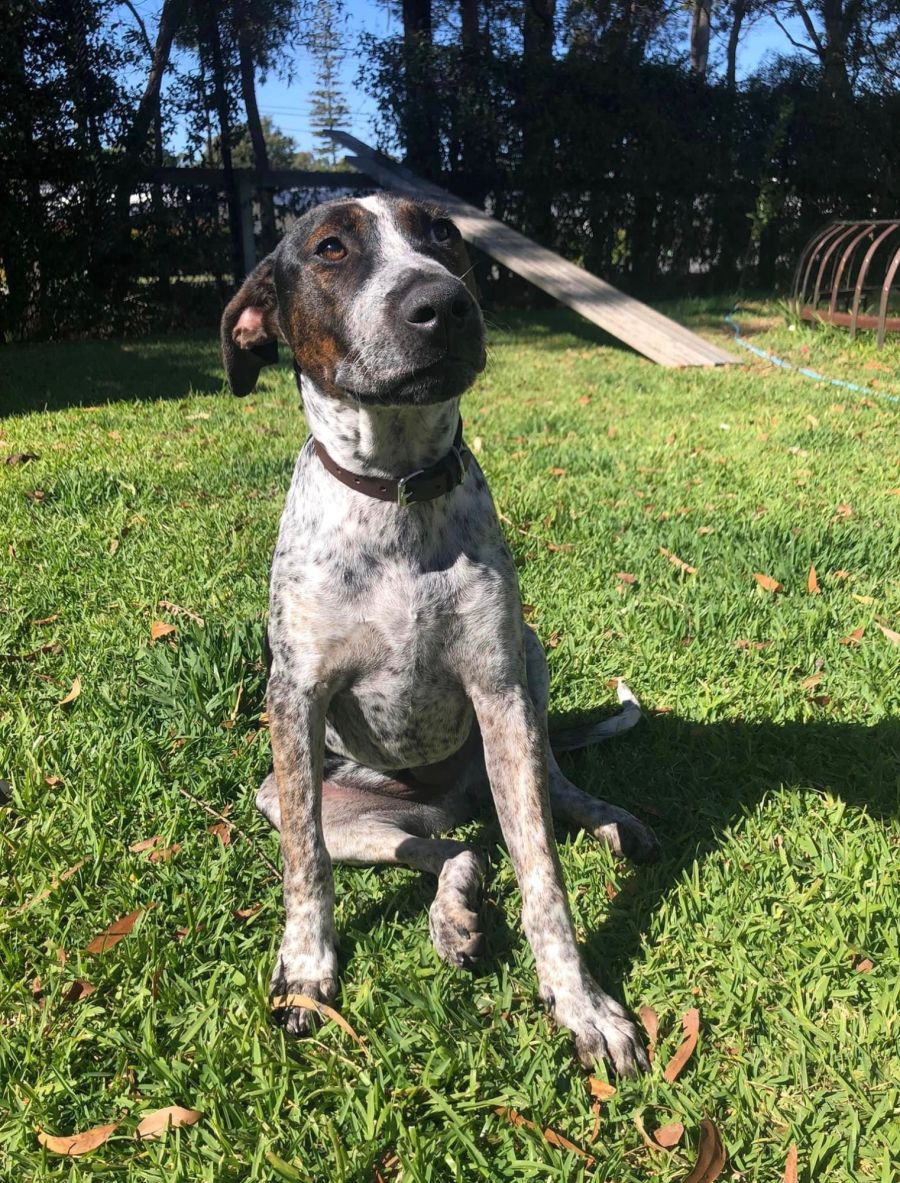 Cosmo - Medium Male Pointer Mix Dog in QLD - PetRescue