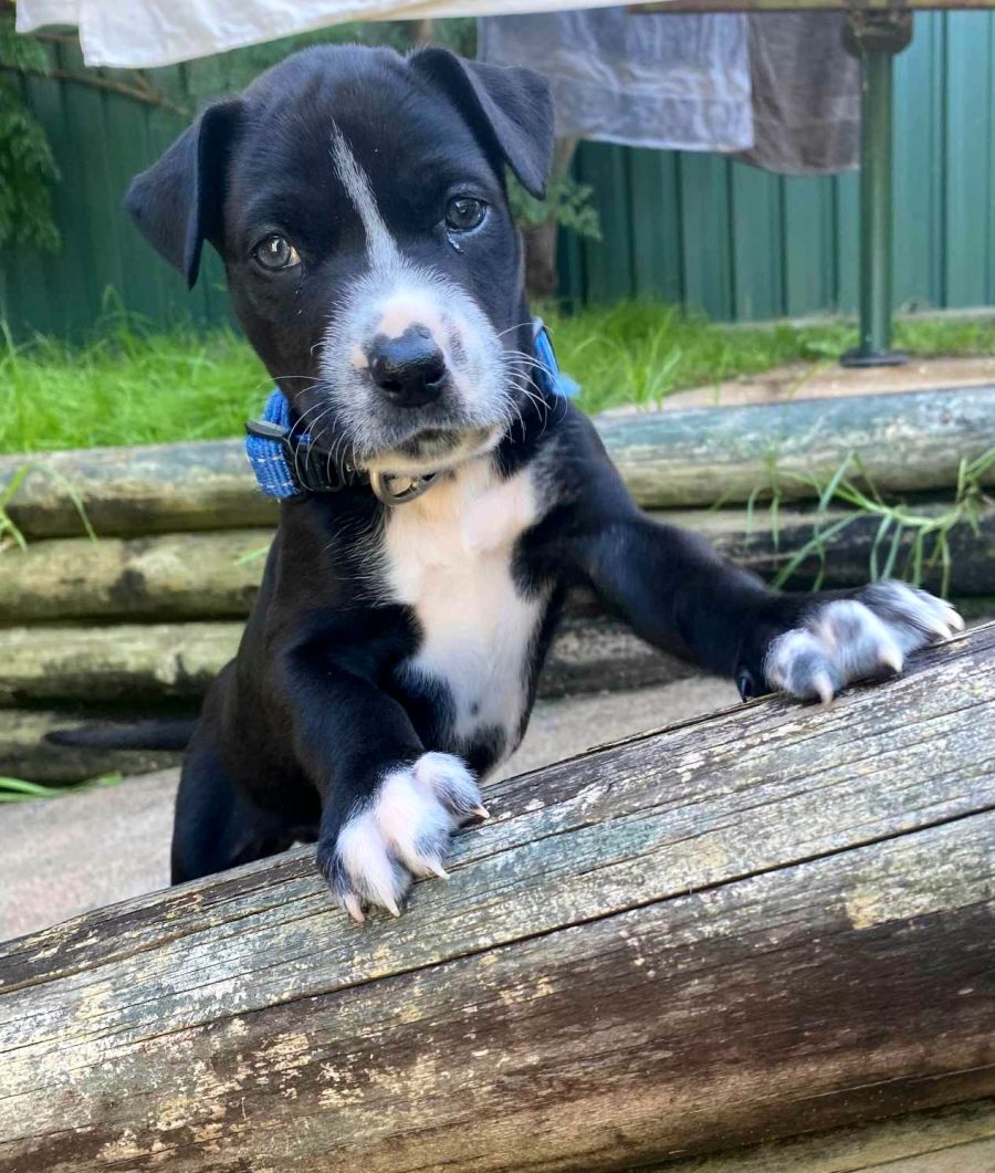 Gerald - Medium Male Catahoula Mix Dog in NSW - PetRescue