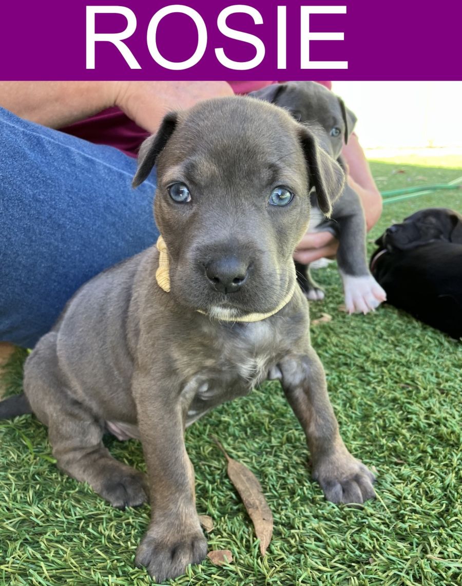 Rosie - Large Female Catahoula x Mastiff Dog in NSW - PetRescue