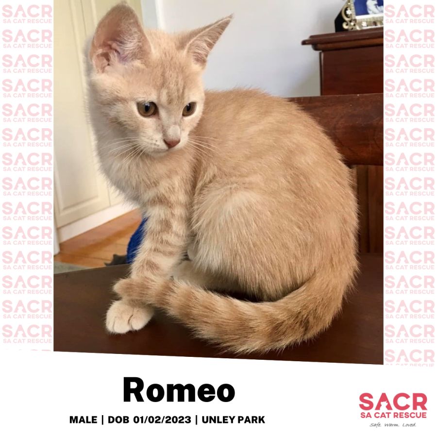 Romeo - Male Domestic Short Hair Cat in SA - PetRescue