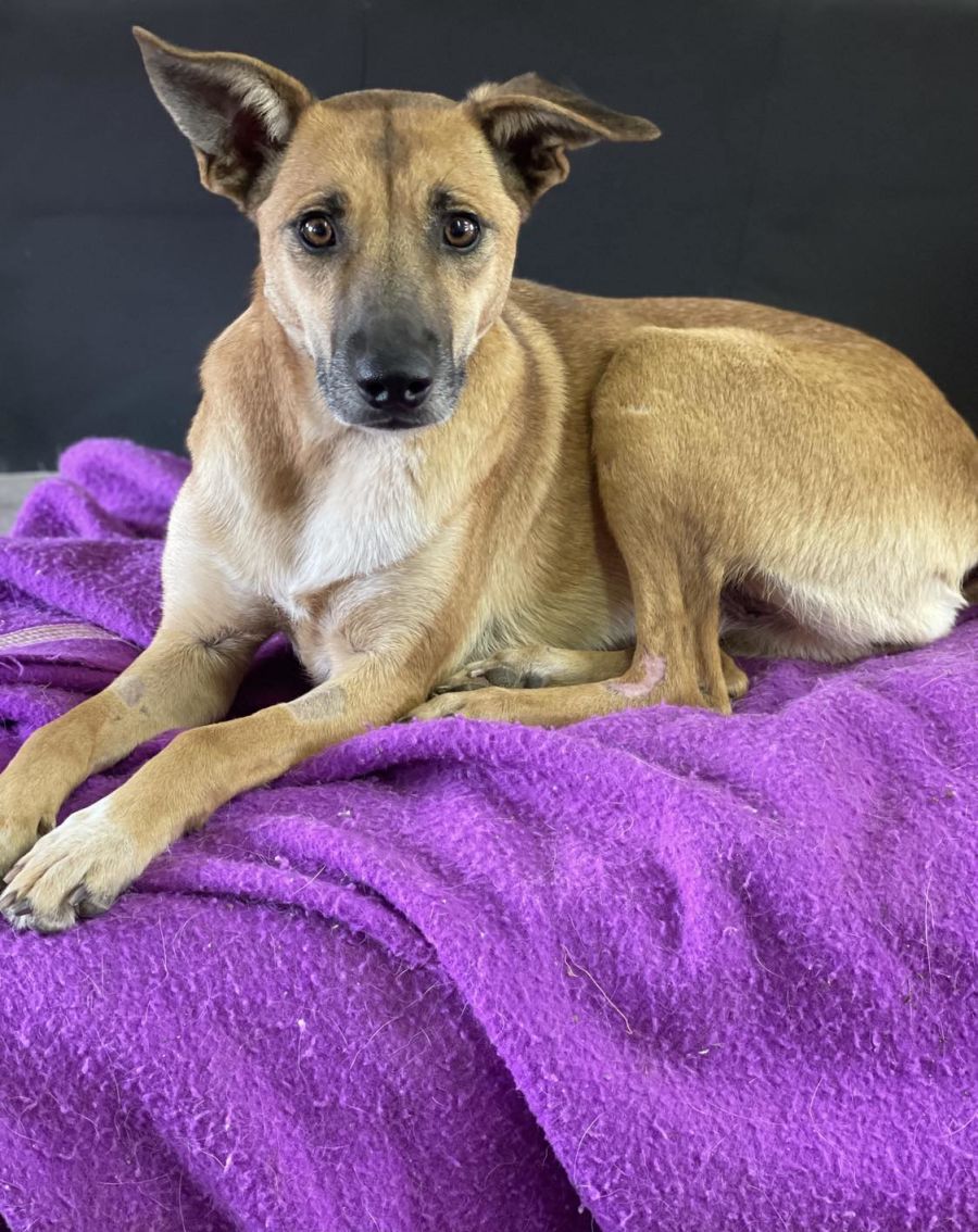 Freya - Medium Female Mixed Breed Dog in QLD - PetRescue